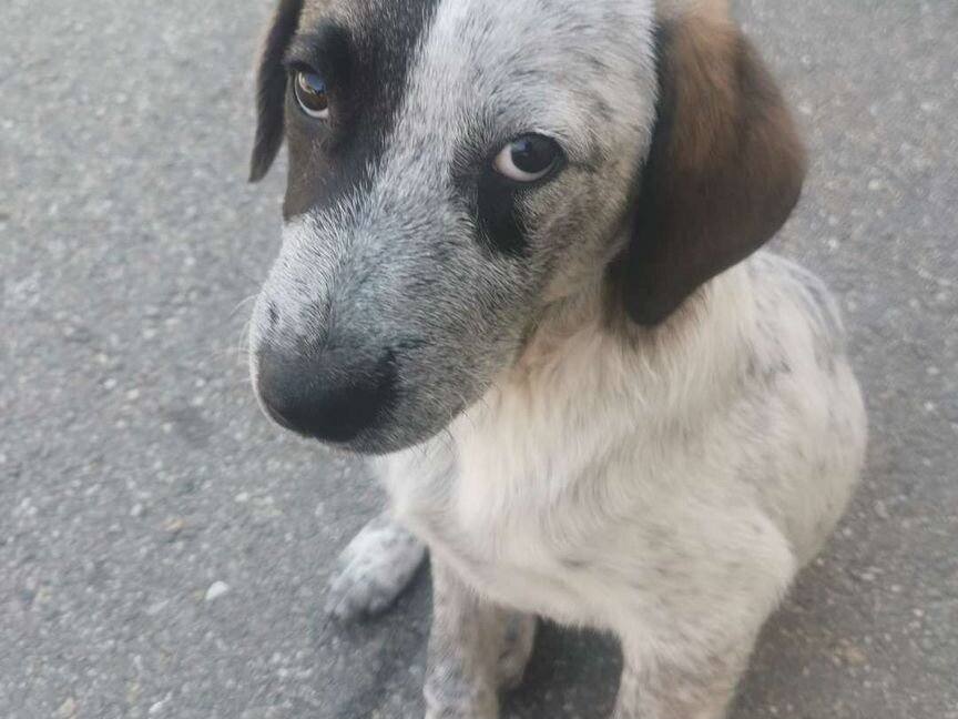 Собака в добрые руки щенок