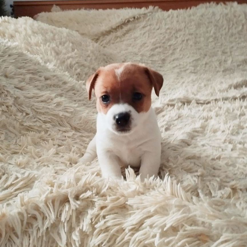 Джек рассел терьер