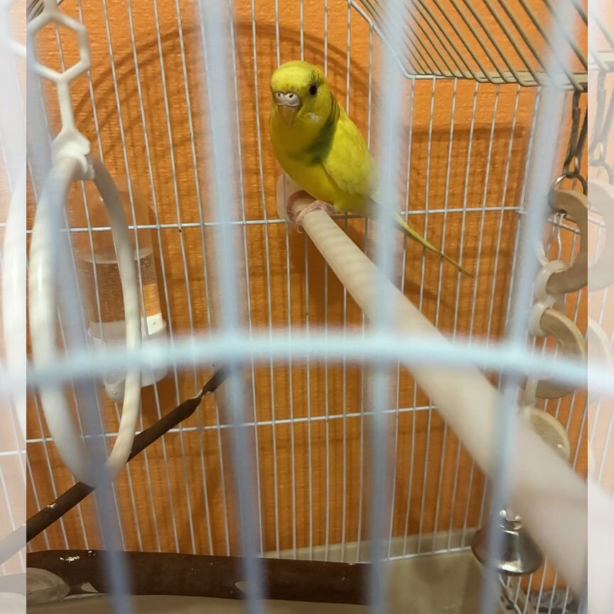 Волнистый попугай с клеткой