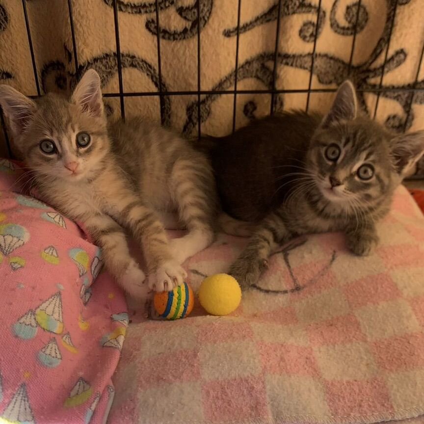 Котята в добрые руки