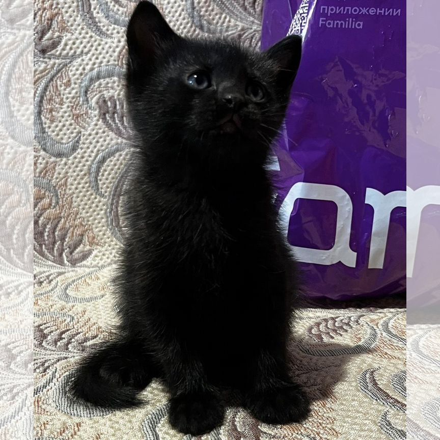 Котёнок в добрые руки