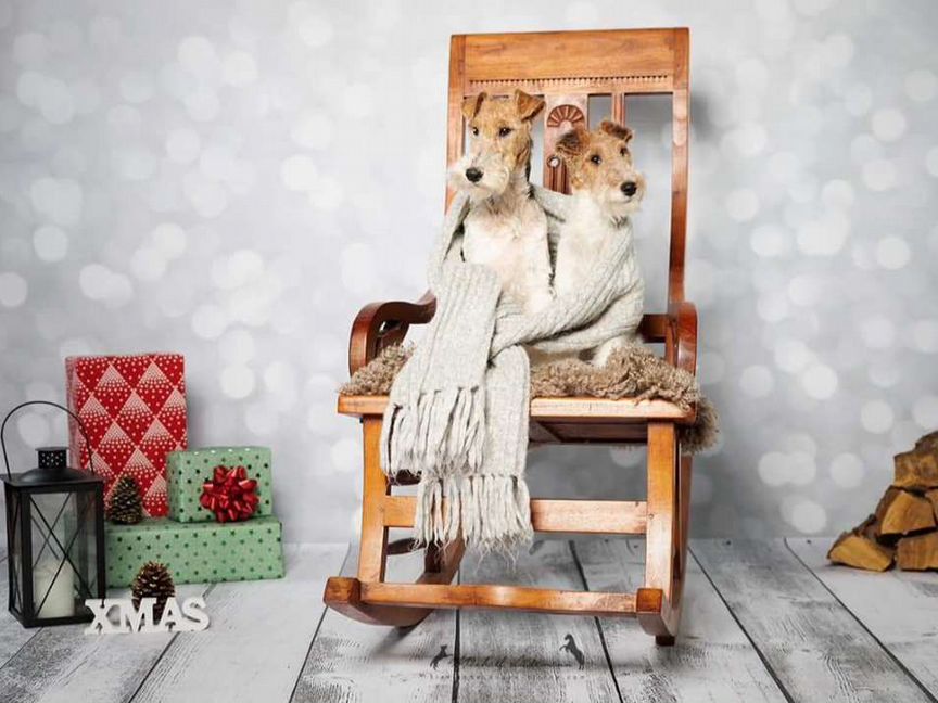 Весёлый фоксик