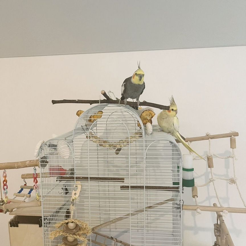 Попугай корелла с клеткой