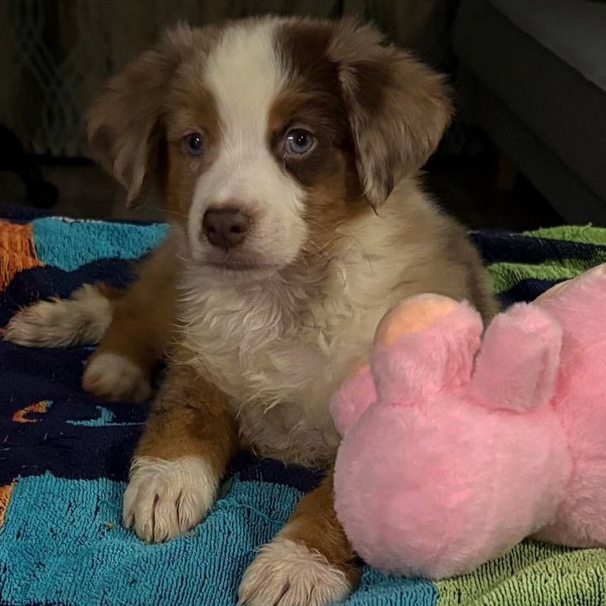 Миниатюрная американская овчарка, щенок