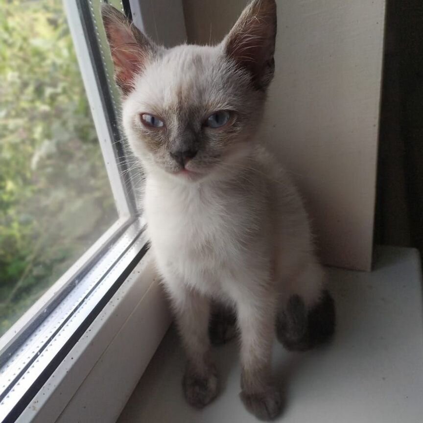 Котёнок