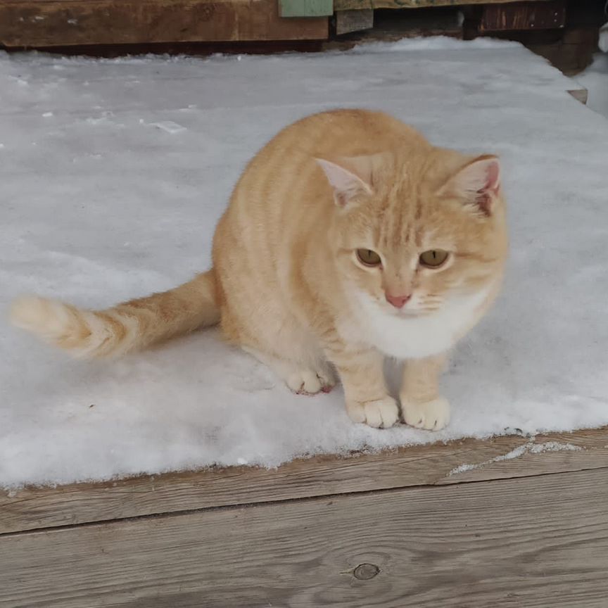 Котёнок в добрые руки