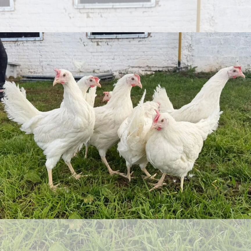 Куры несушки