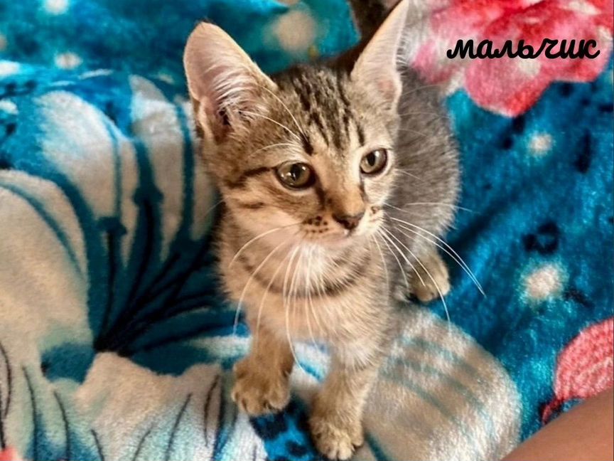 Полосатый мальчишка ищет семью