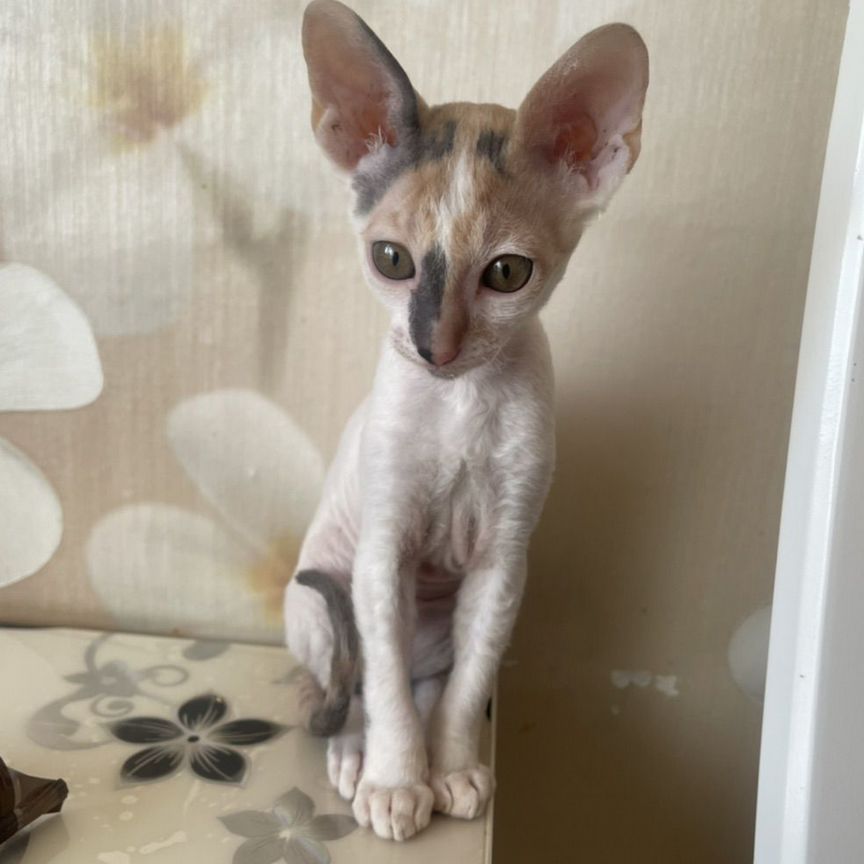 Котенок корниш-рекс
