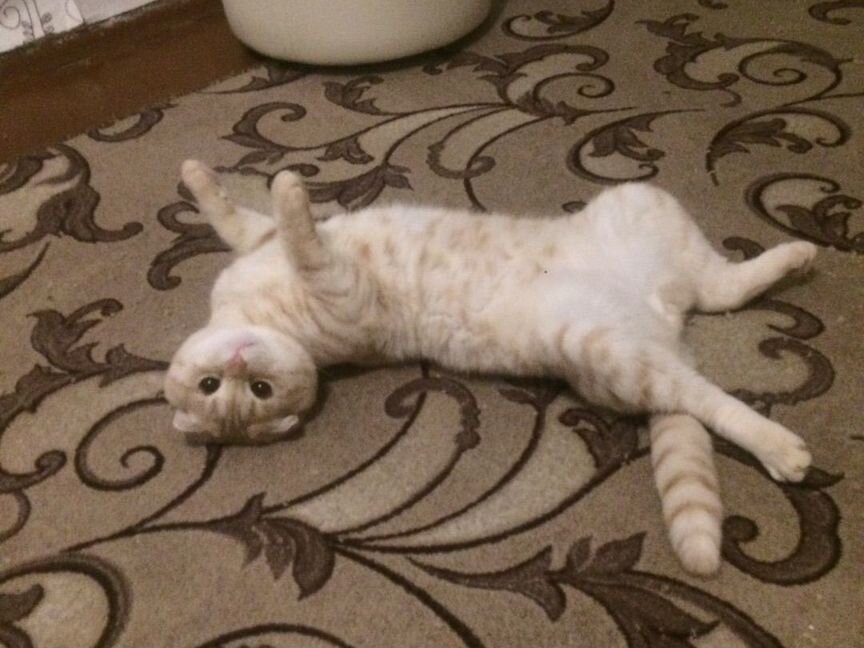 Случка кота Шотландец В/у