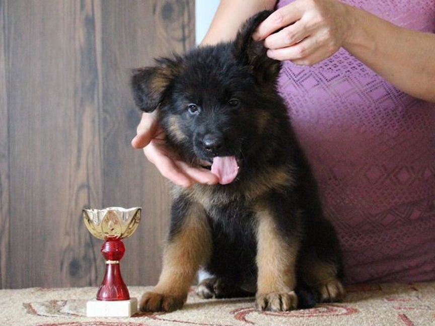 Длинношерстная девочка с родословной из питомника
