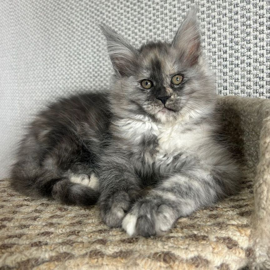 Мейн-кун котёнок