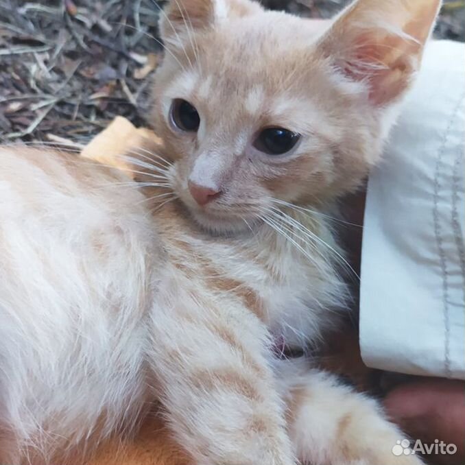 Нужен добрый хозяин для рыжего котенка