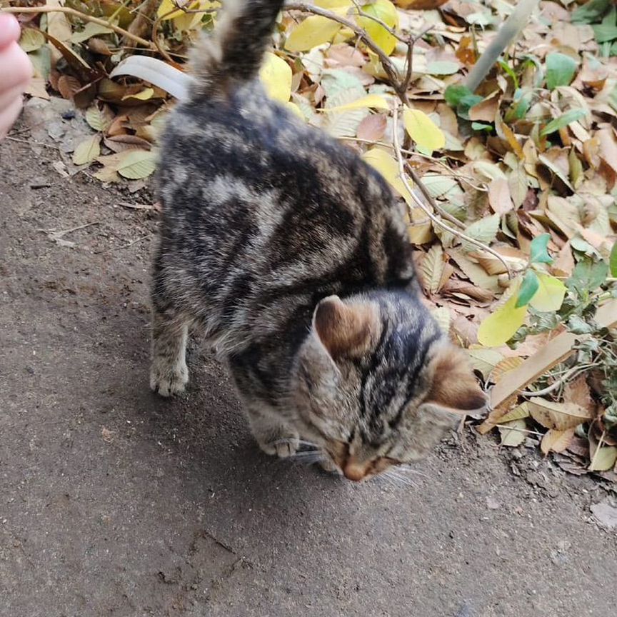 Кошечка