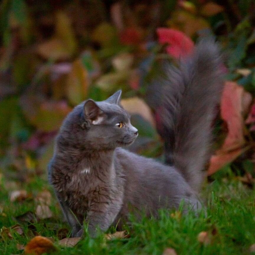 Котик Марик ищет дом