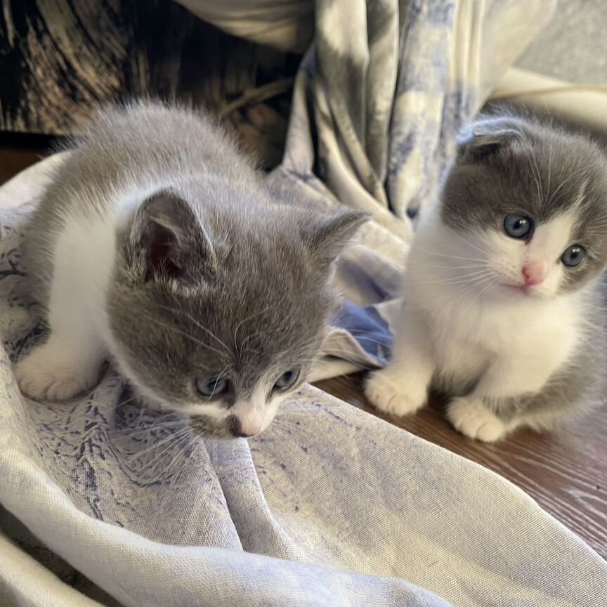 Британские котята