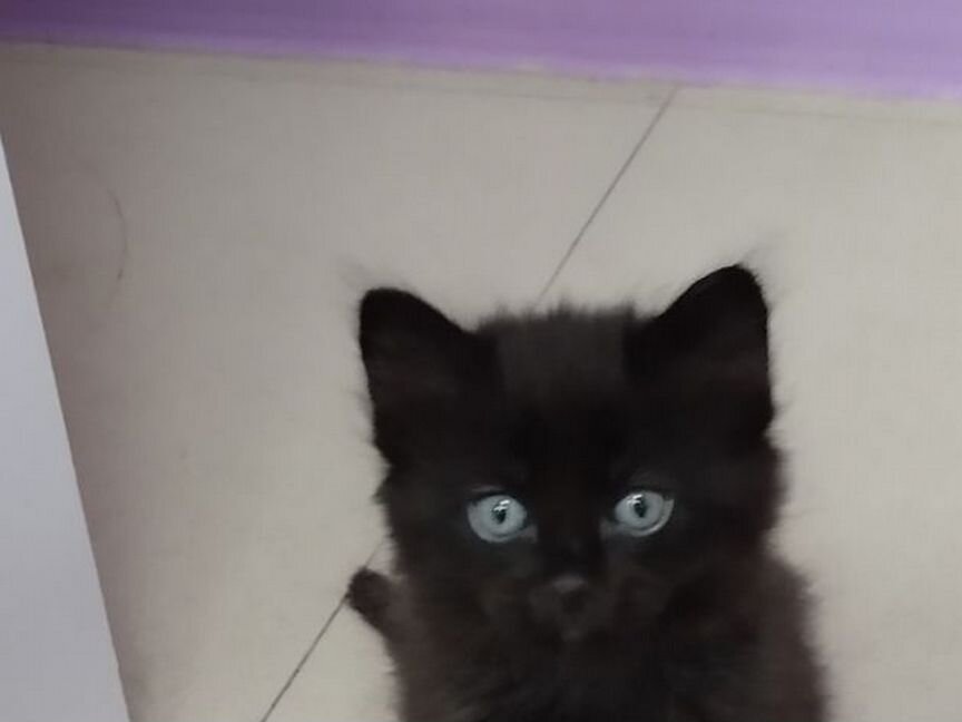 Котик в добрые руки