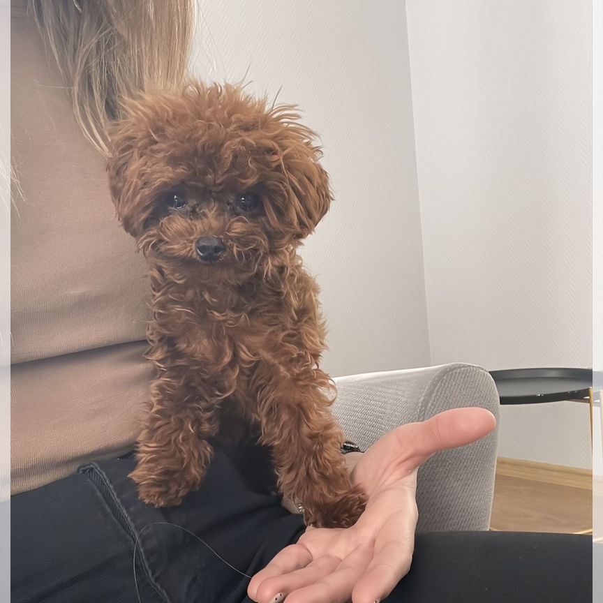 Той-пудель, щенок