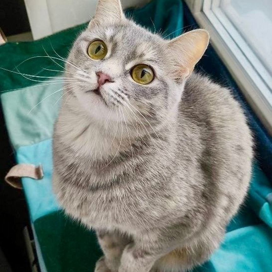 Британская короткошёрстная, взрослая кошка