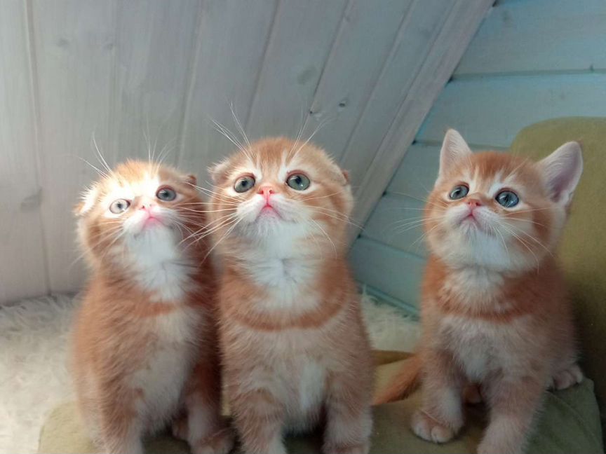 Четыре котика и кошечка с док-ми