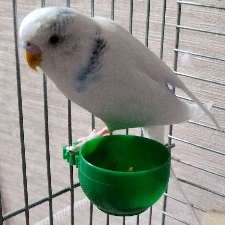 Волнистый попугай с клеткой