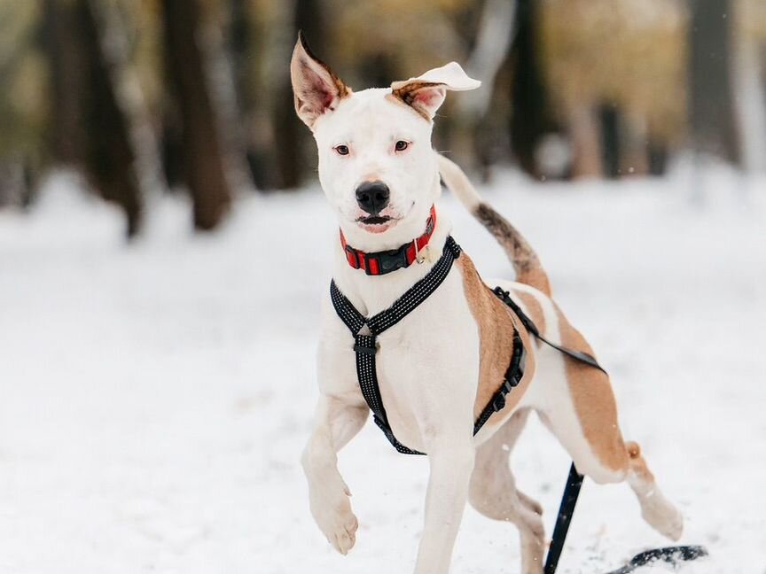 Собака Лилит в добрые руки