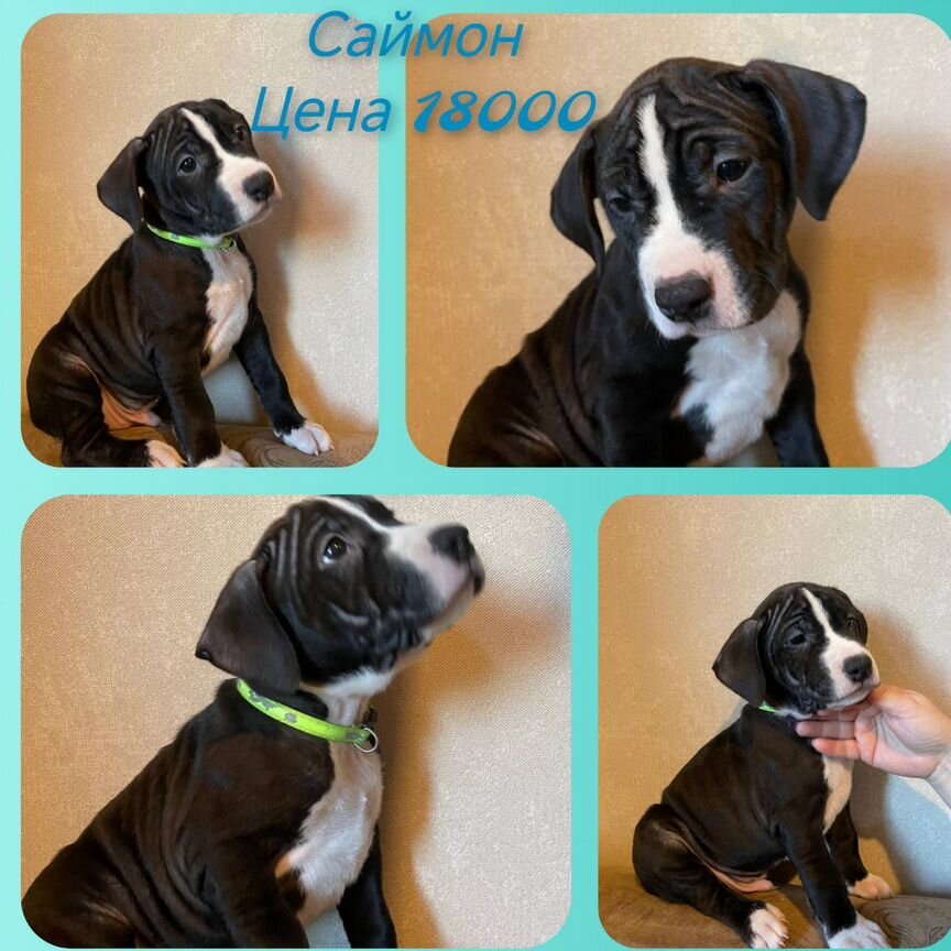 Американский стаффордширский терьер, щенок