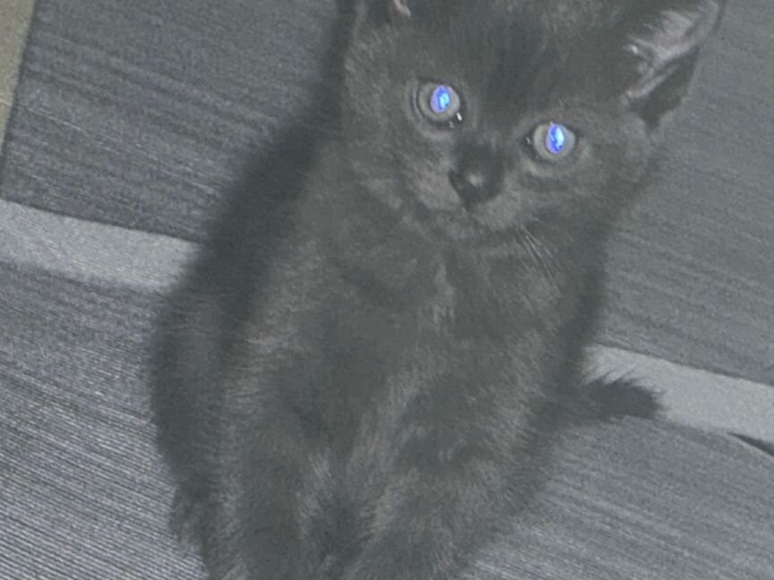 Котенок британский