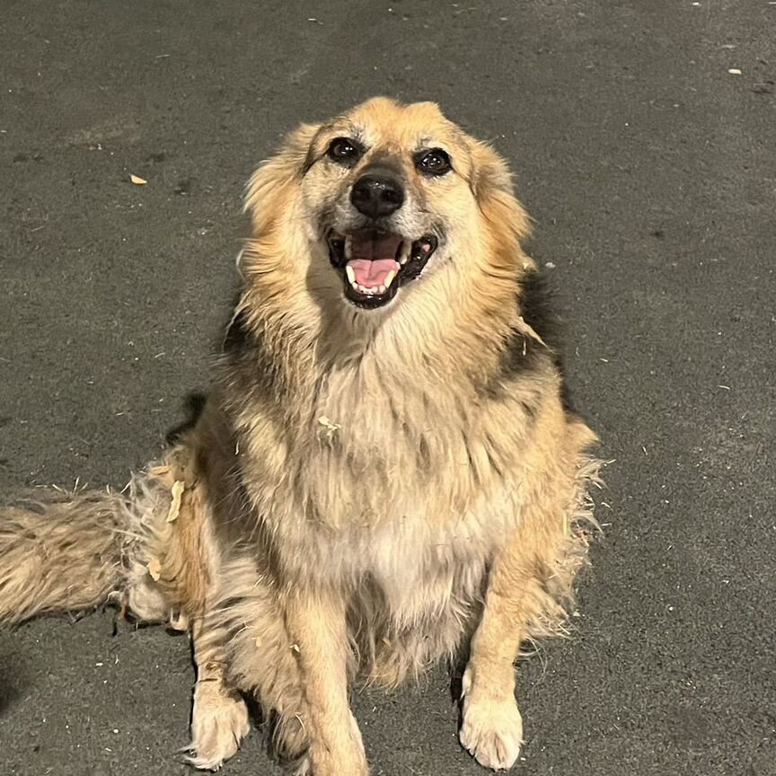 Собака в добрые руки девочка взрослая