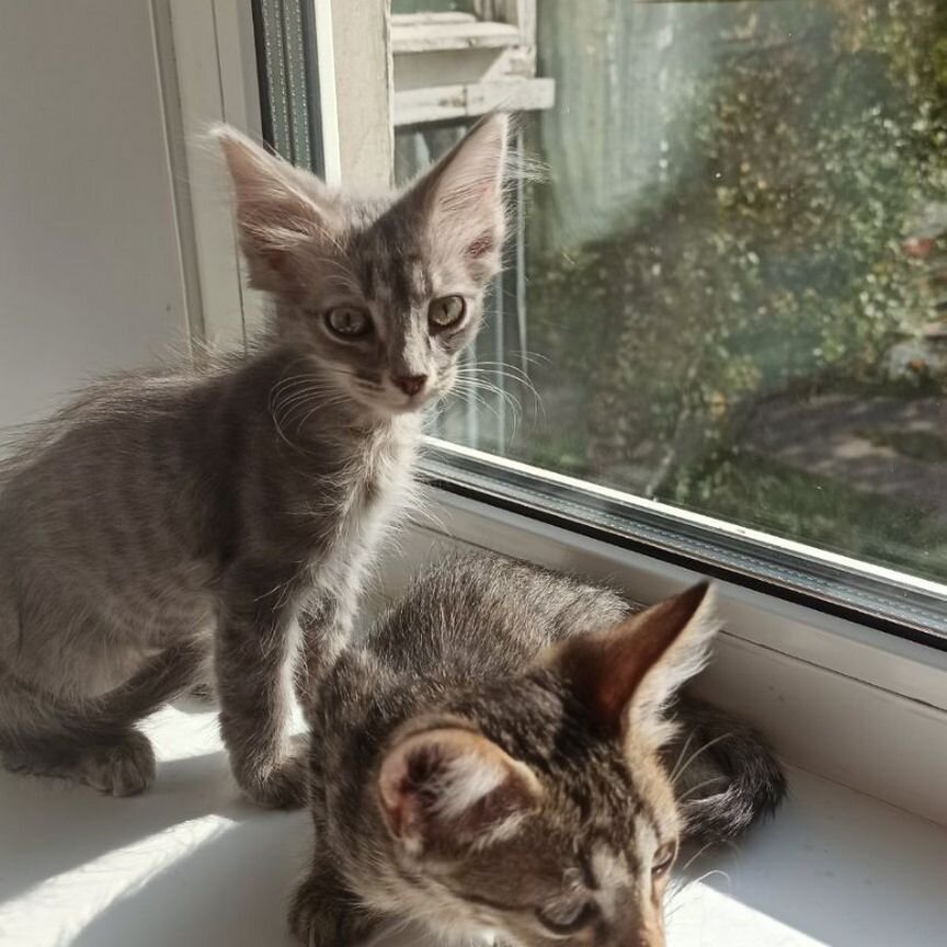 Котятки