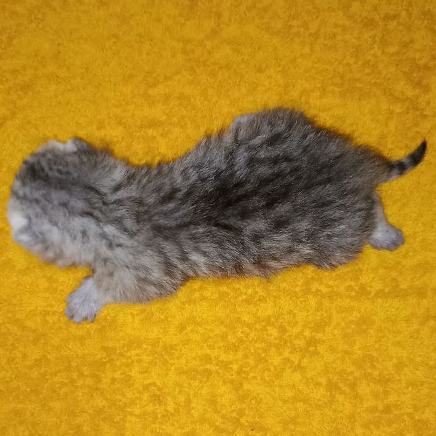 Кошки