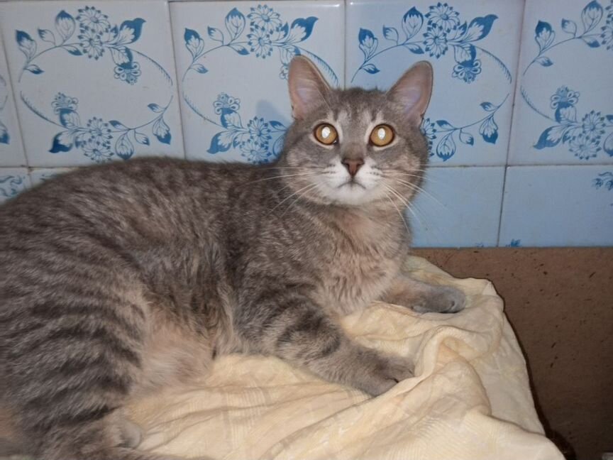 Котик, Богатырь, ответственным людям