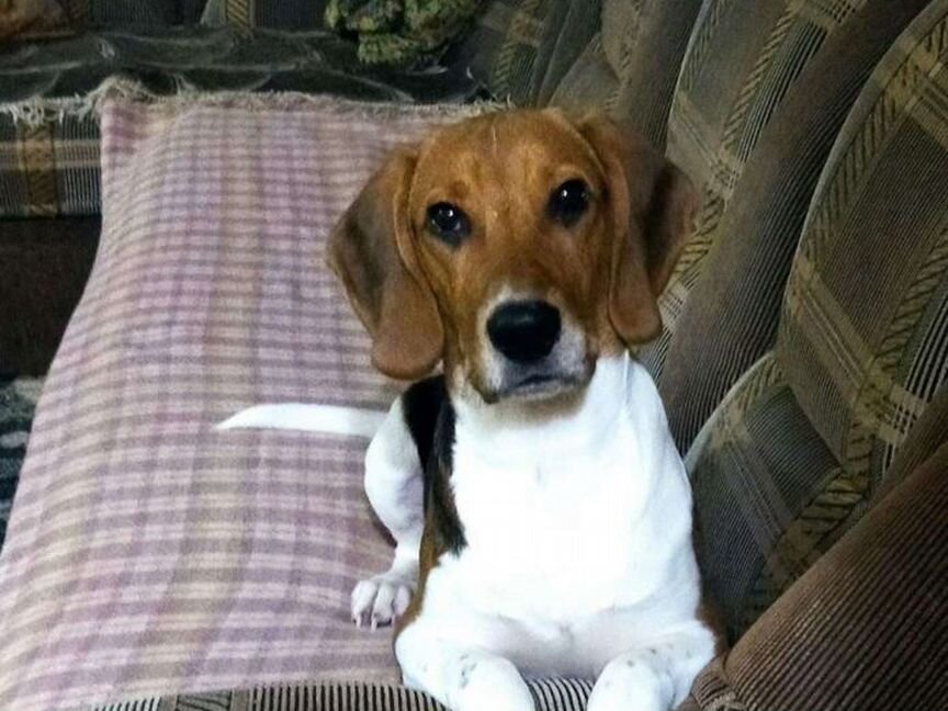 Вязка Эстонская гончая