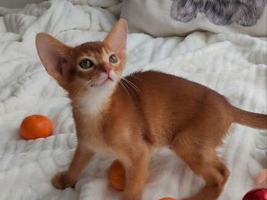 Абиссинские котята