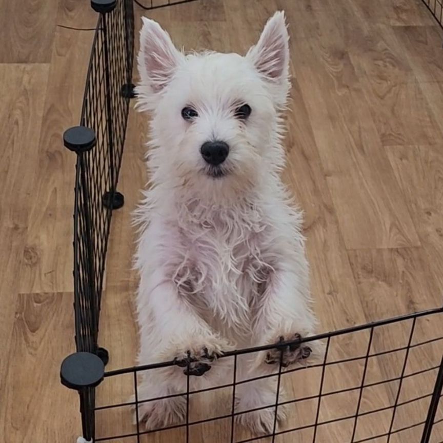 Вест-хайленд-уайт-терьер, щенок