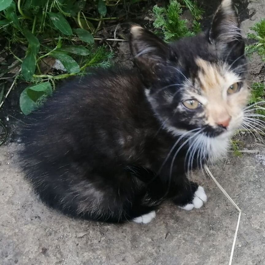 Котята в добрые руки бесплатно