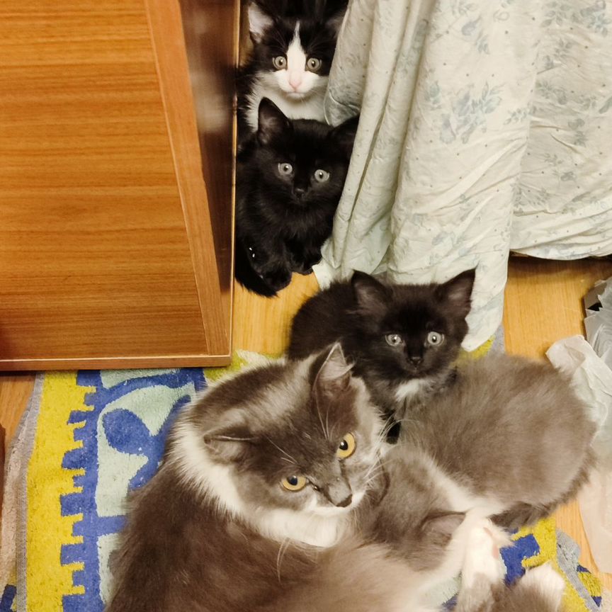 Котята в добрые руки даром