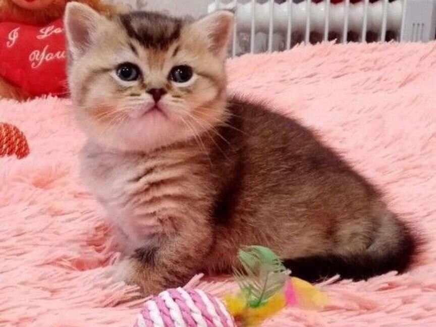 Шотландские плюшевые котодетки
