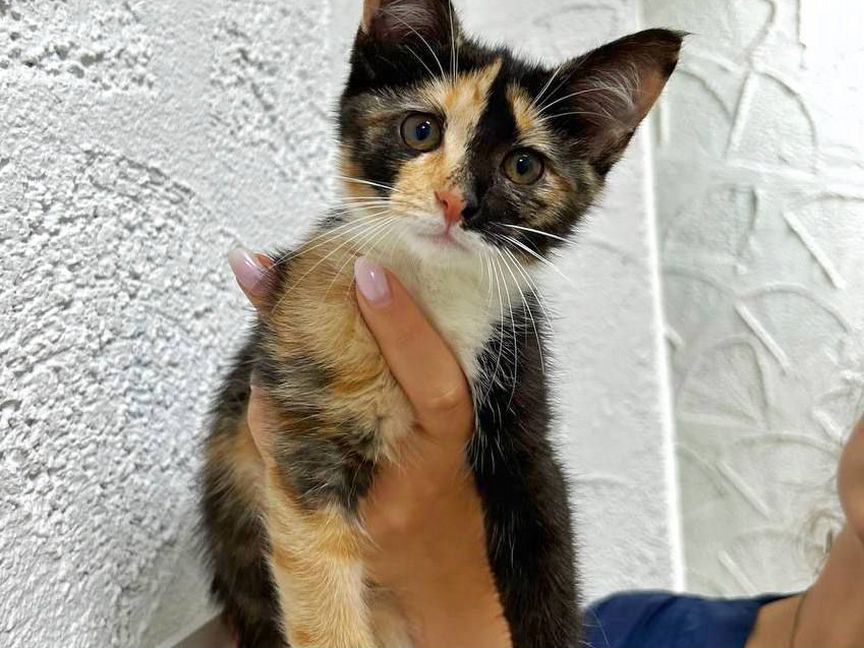 Котенок трехцветочка в добрые руки