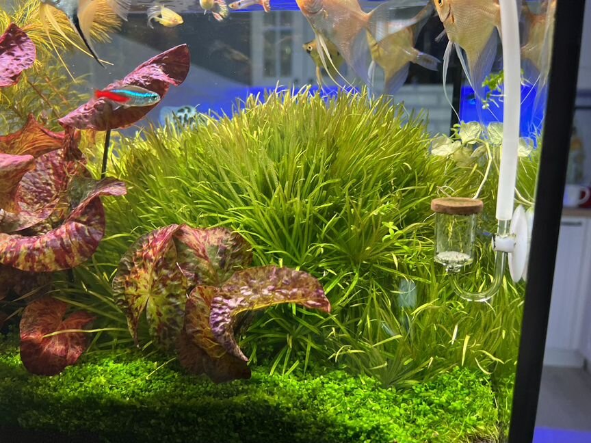 Прополка аквариумных растений