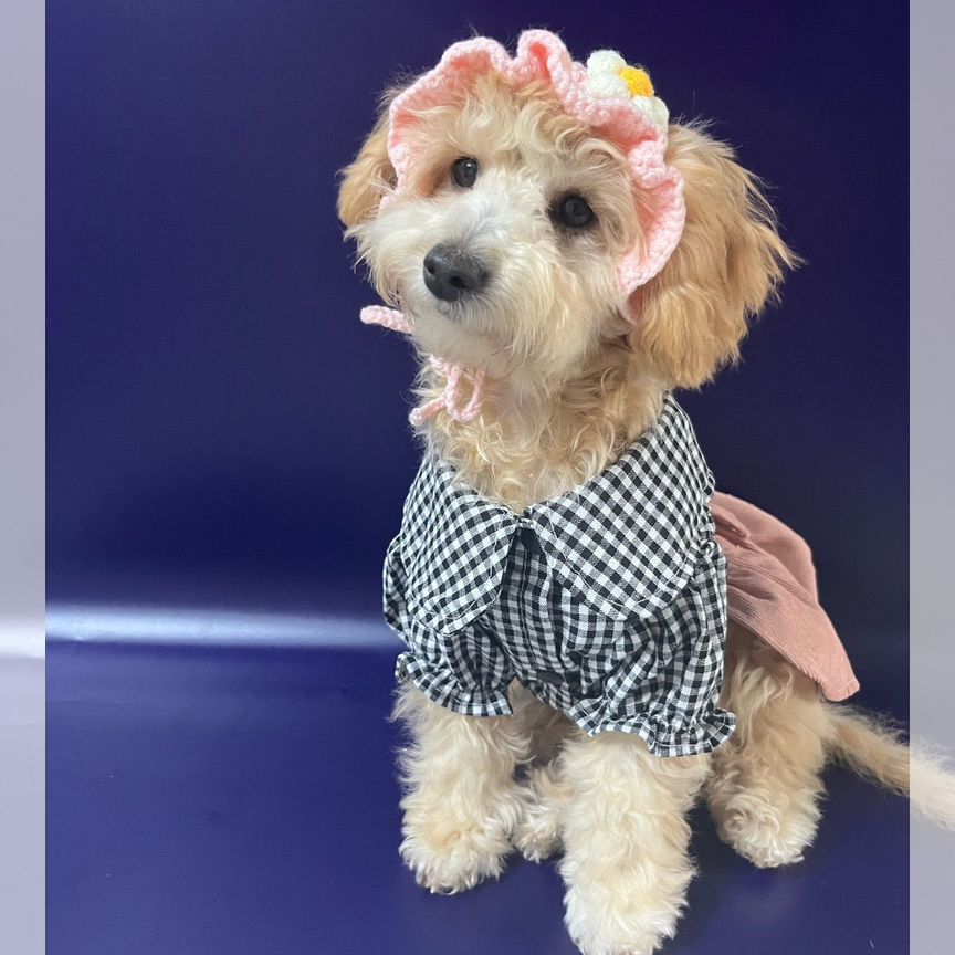 Бишон фризе, щенок