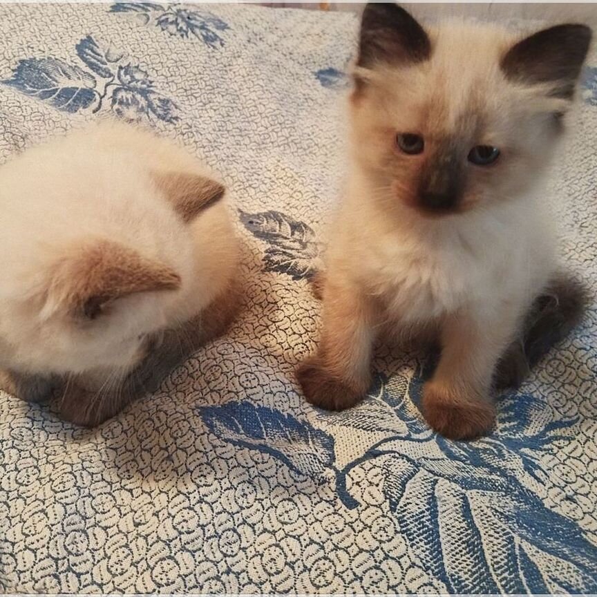 Отдам сиамских котят бесплатно