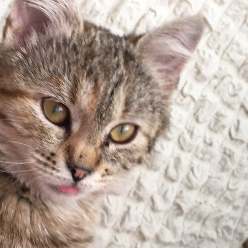 Котенок соня в добрые руки