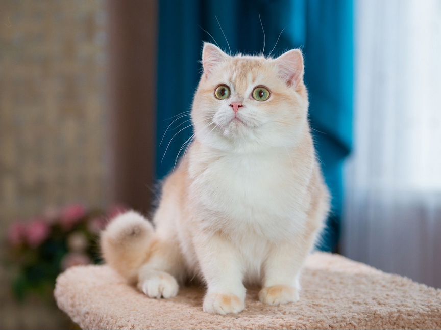 Кошка лиловое золото