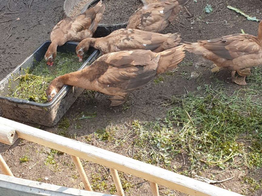 Коричневые индоутки