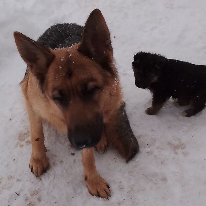 Немецкая овчарка, щенок