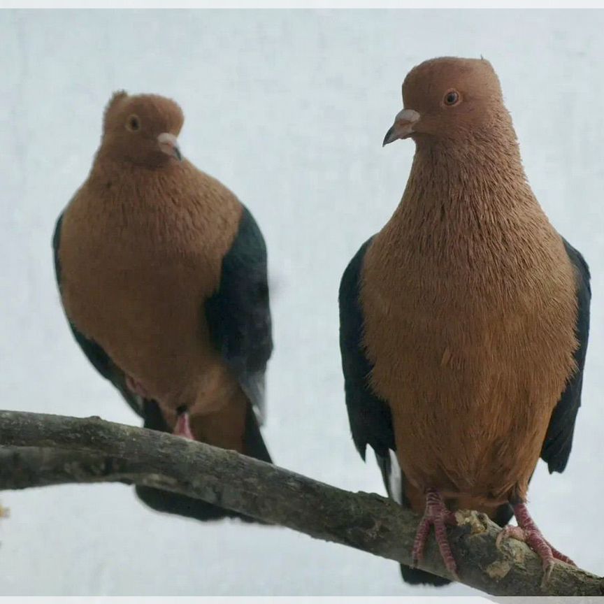 Голуби пара архангельский снегирь