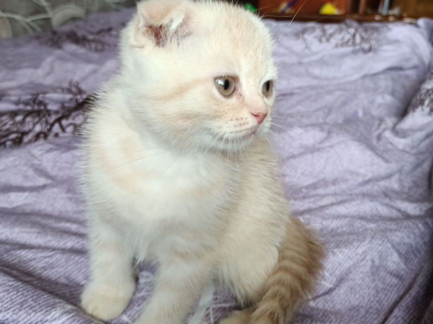Отличный подарок- котята шотландцы
