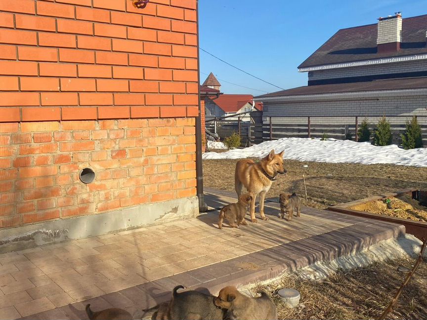 Щенки карело-финской лайки