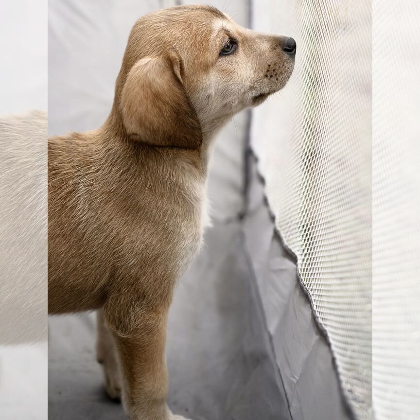 Анатолийская овчарка, щенок